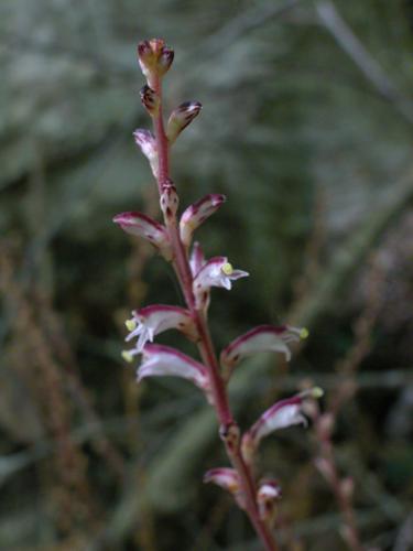 Parasite plant attaches itself to beech trees | Feature Columnist ...