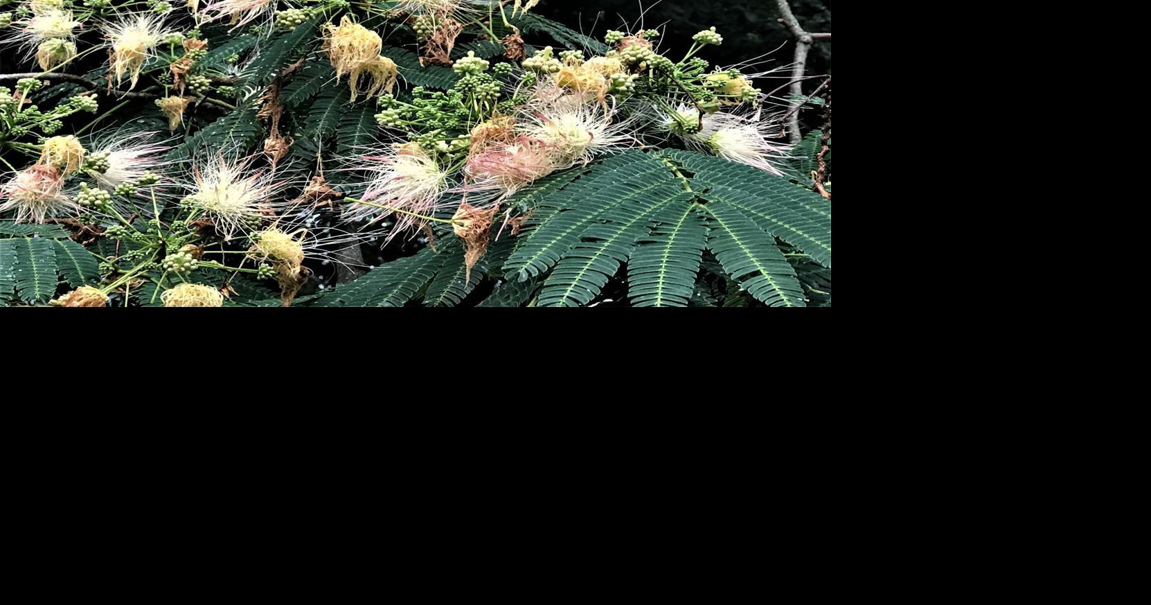 Mystery Plant: Smallish tree is somewhat invasive but boasts beautiful ...