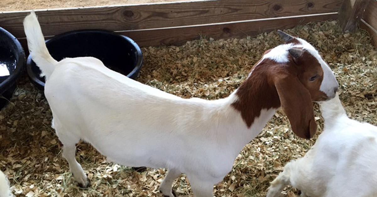 Goat-killing dog to be euthanized | Local News | reflector.com