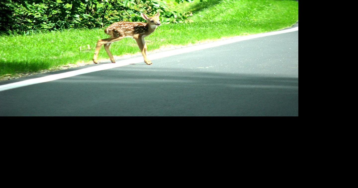 NCWRC offers guidance when encounter wildlife | Sports | reflector.com
