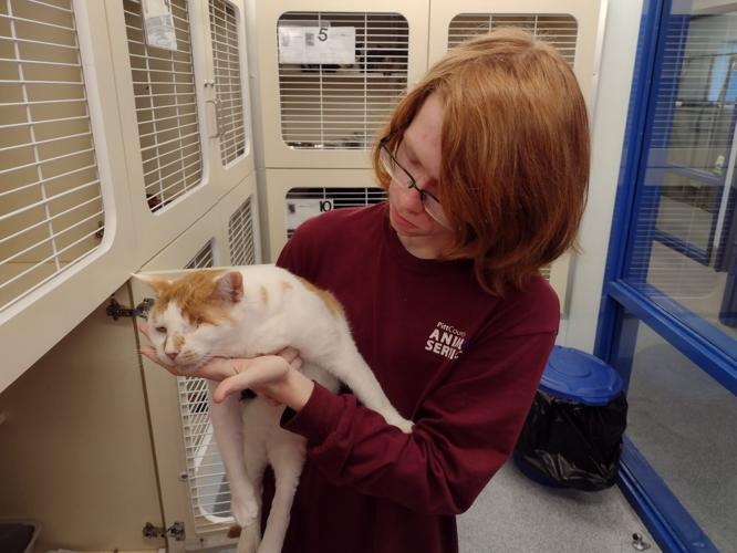 Animal shelter seeking homes for evicted cats | Local News | reflector.com