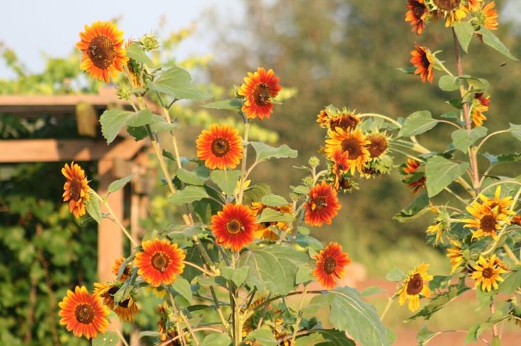 Matthew Stevens: Dazzling sunflowers can be hard to incorporate into a ...
