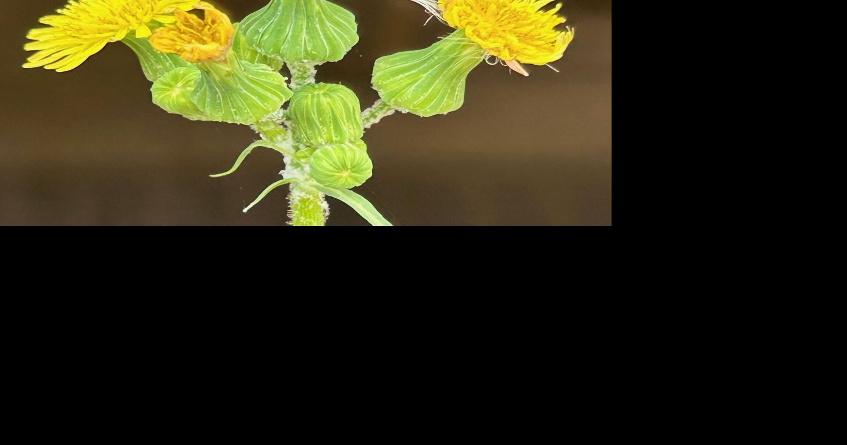 Mystery Plant: Common, quick-growing weed a relative of lettuce ...