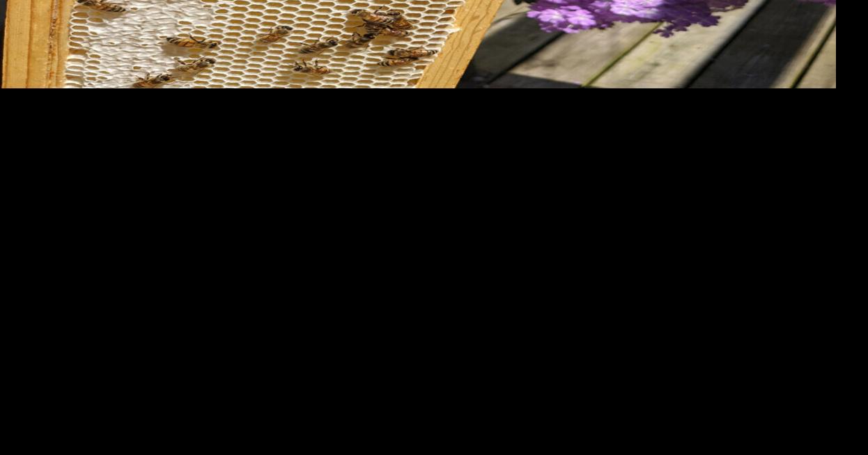 Bees and honey... | Features | reflector.com