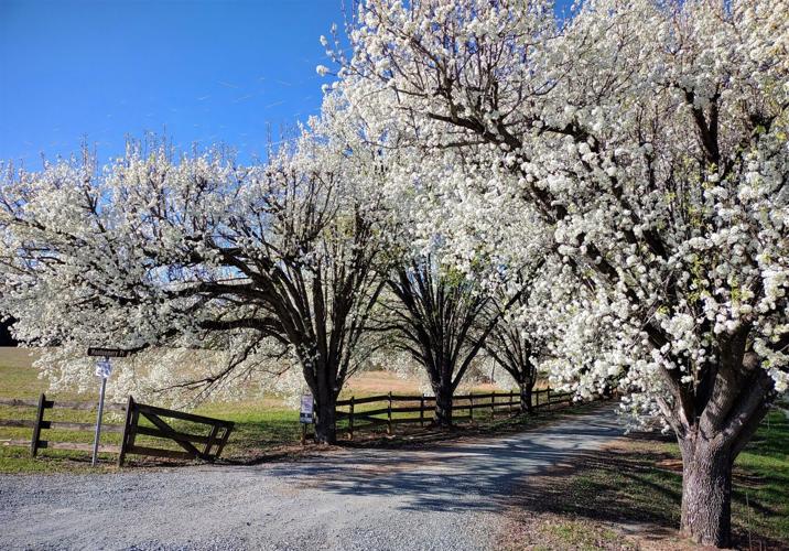 Giving it their best shot | | reflector.com