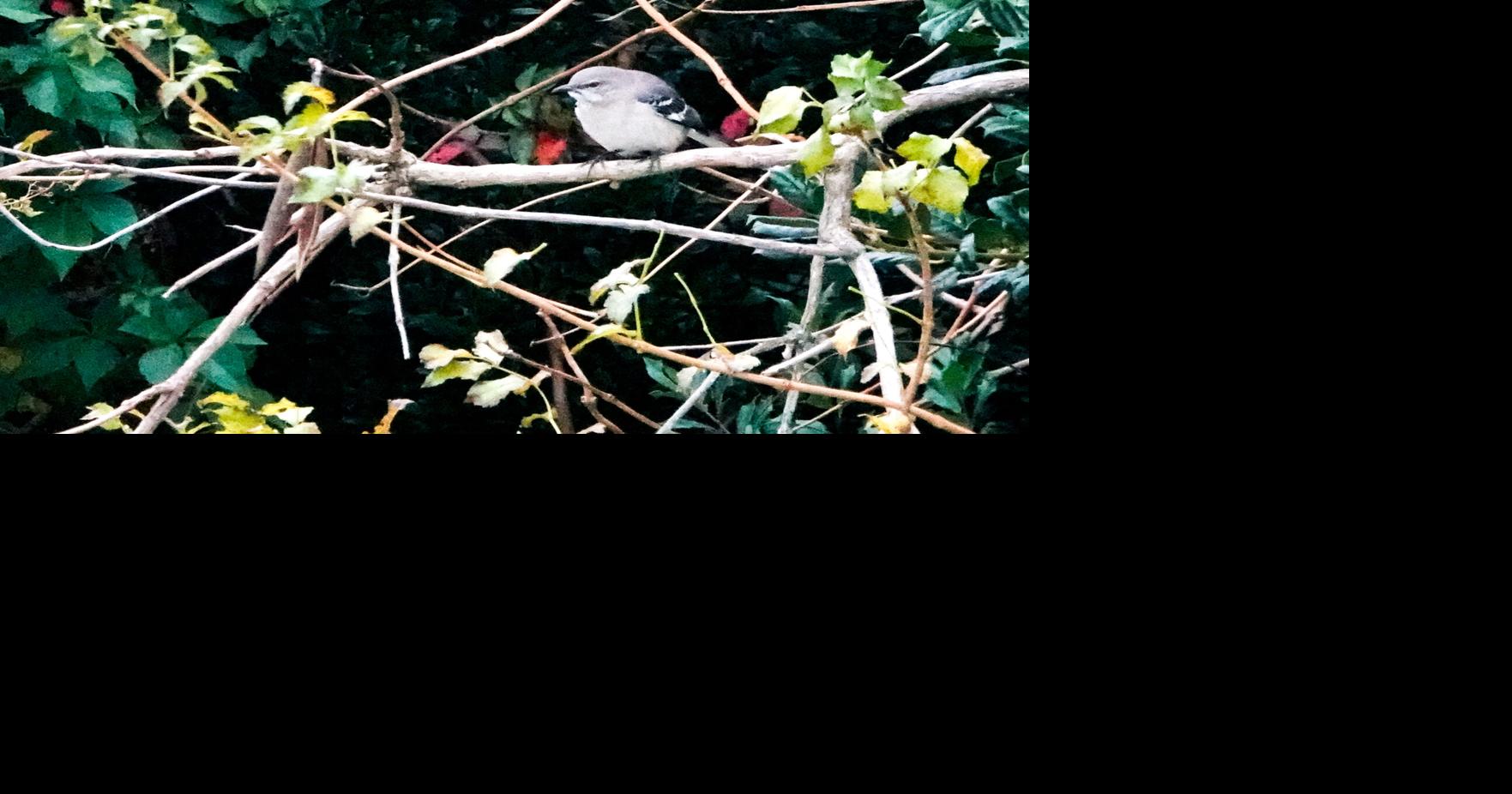 Jan. 9 Community News | Feature Story | reflector.com