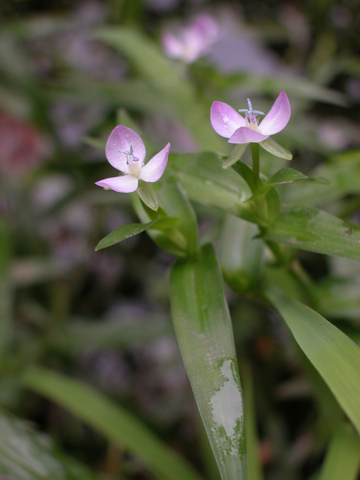 Mystery Plant: Asia native forms masses of vegetation in wetlands ...