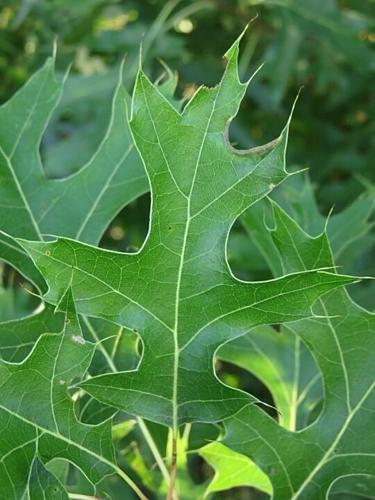 Matthew Stevens: Nuttall oak a stately shade tree option | Feature ...