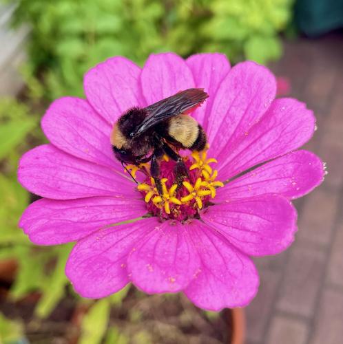 Oct. 10 Community News | Local News | reflector.com