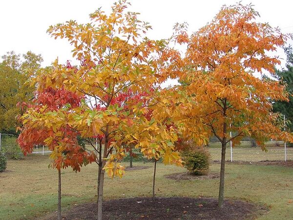 Matthew Stevens: Sassafras a food source for animals and humans alike ...