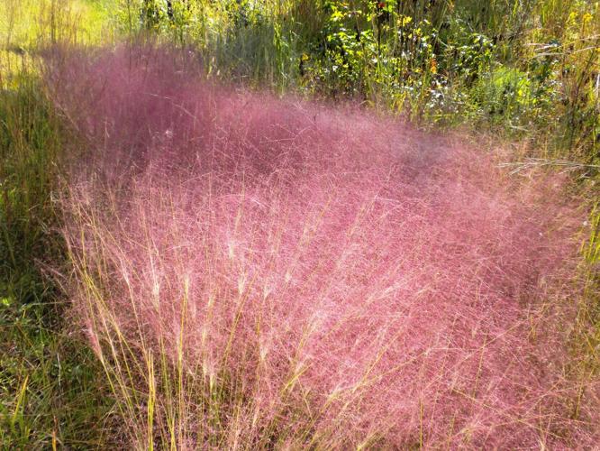 Mystery Plant: Grassy flower produces pinkish autumnal shroud | Feature ...