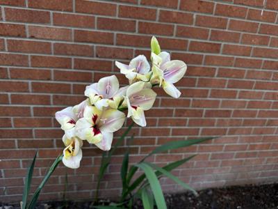 May 2 Community News | Feature Story | reflector.com