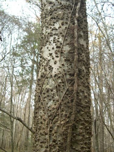 what tree has bumpy bark