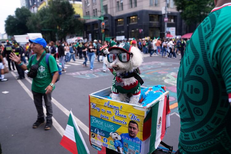 Rescue dog Osito steals hearts at the World Cup, one bike ride at a ...