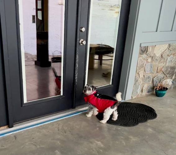 Mark Rutledge: Old dog learns new tricks in communication | Feature ...