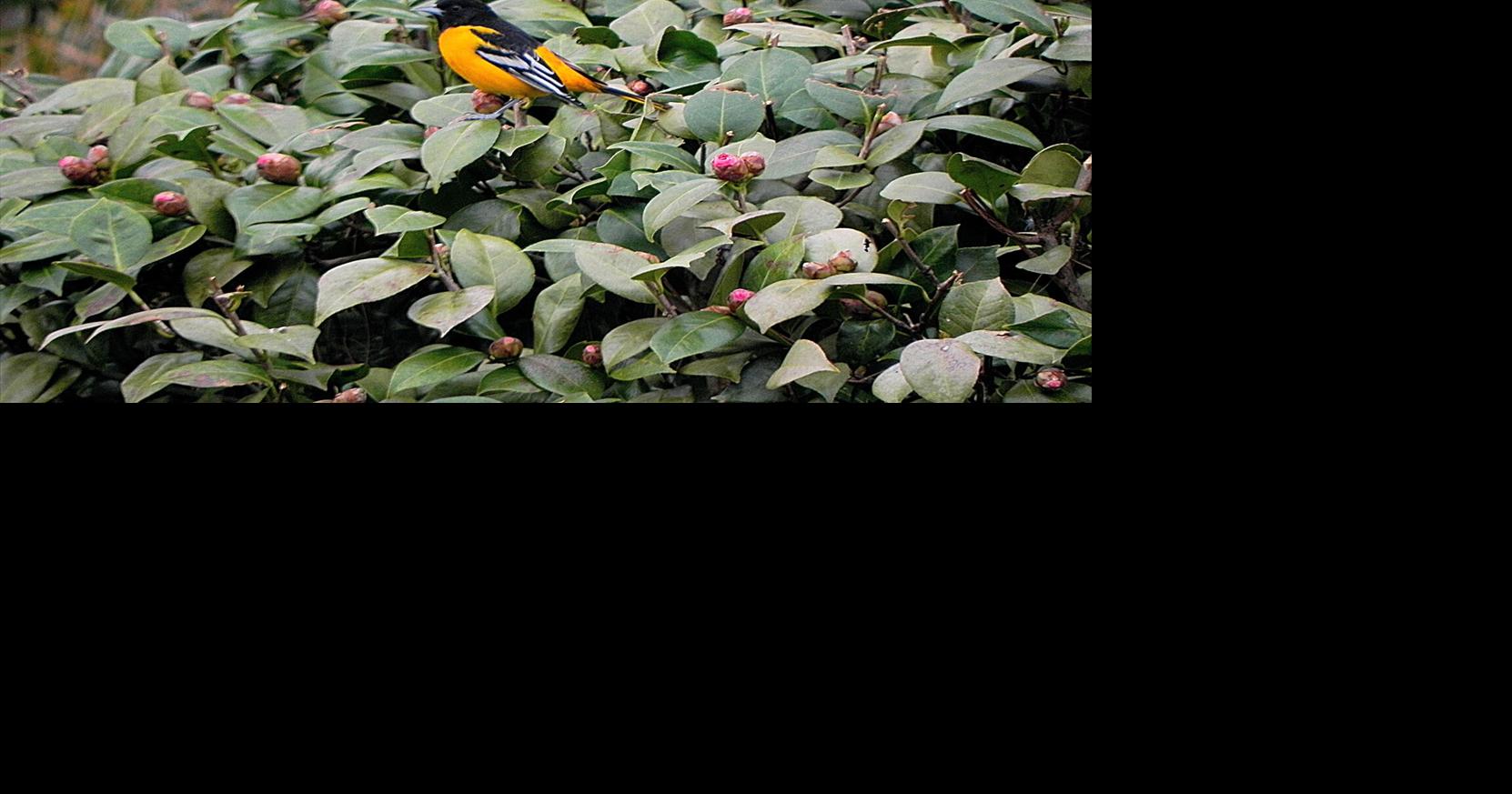 Jan. 7 Community News | Feature Story | reflector.com