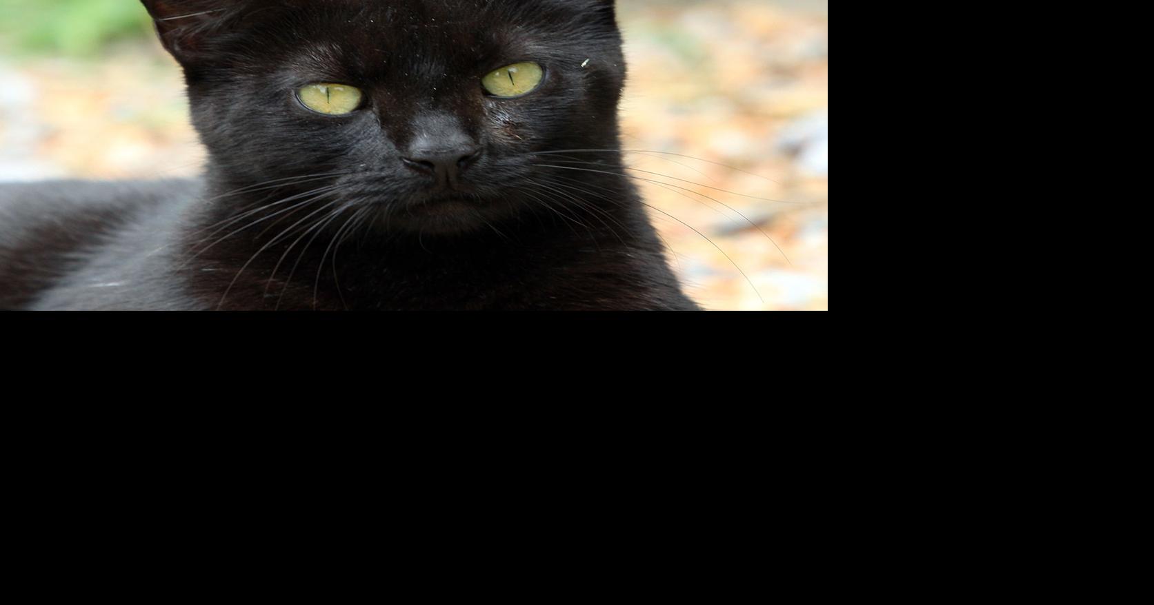 Spay Today offering facilities, equipment to Pitt County; County board ...