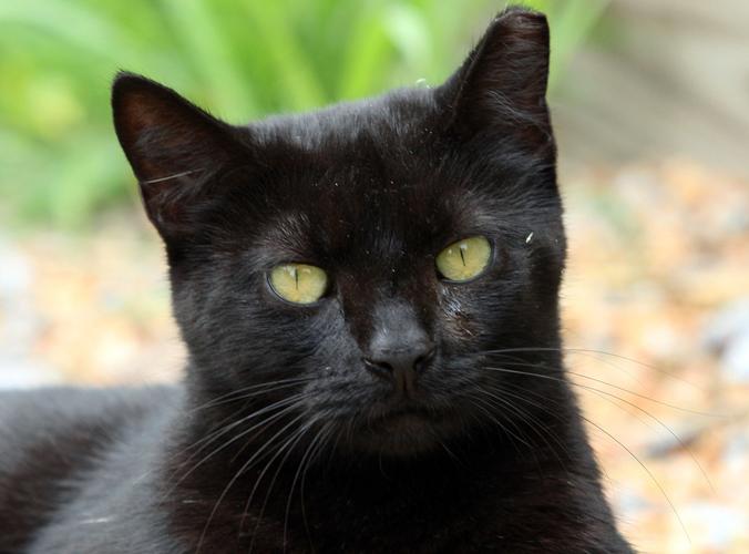 Spay Today offering facilities, equipment to Pitt County; County board ...