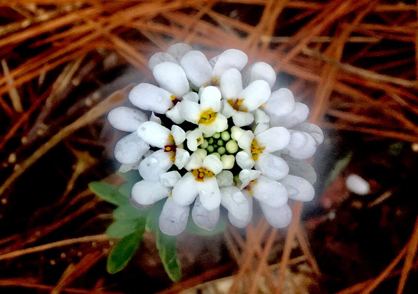 March 21 Community News | Local News | reflector.com