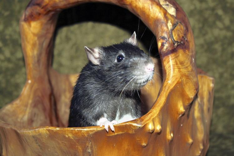 Maligned rat can make a great pet | News | reflector.com