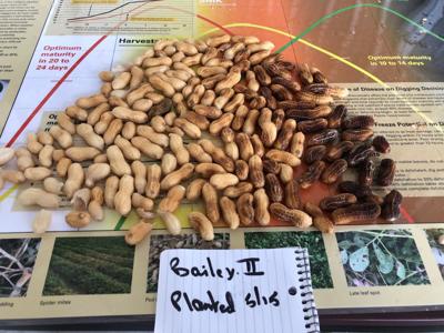 Peanut pod basting helps pinpoint time fo harvest | Feature Story | reflector.com