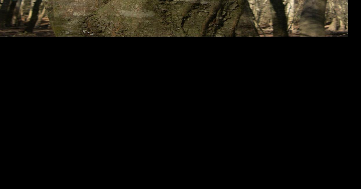 Mystery Plant: Sturdy tree good for a Latin workout | Feature Columnist ...