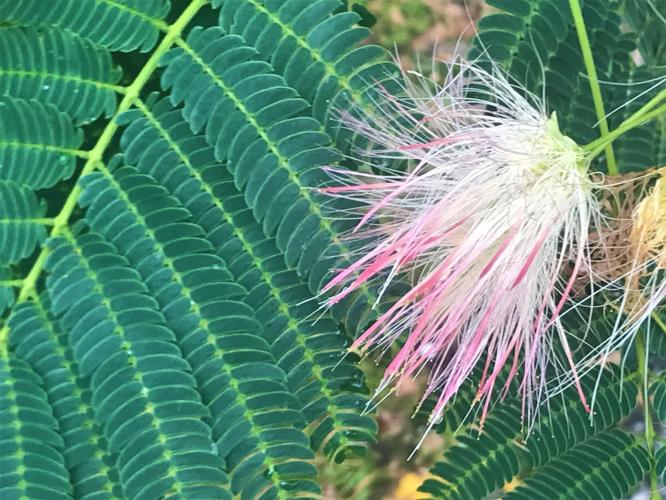 Mystery Plant: Smallish tree is somewhat invasive but boasts beautiful ...