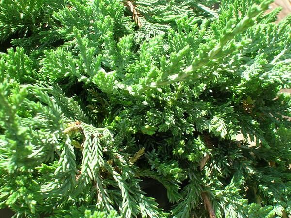 Matthew Stevens: Juniper can fill many landscape roles | Feature ...