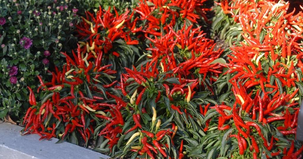 Matthew Stevens: Ornamental peppers add some spice to your landscape ...