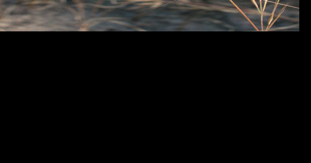 Mystery Plant: Native grass species is widespread in vacant places | Feature Columnist ...