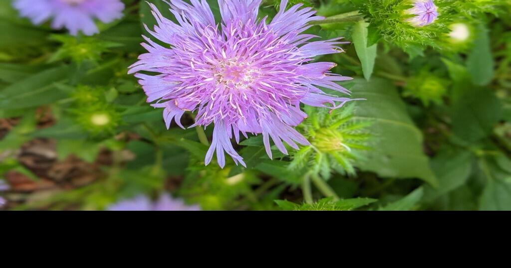 Matthew Stevens: Stoke’s aster's non-finicky nature is a gift to ...