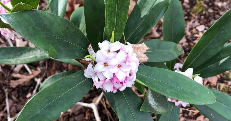 Matthew Stevens: Daphne odora hard to grow, but blooms and fragrance ...