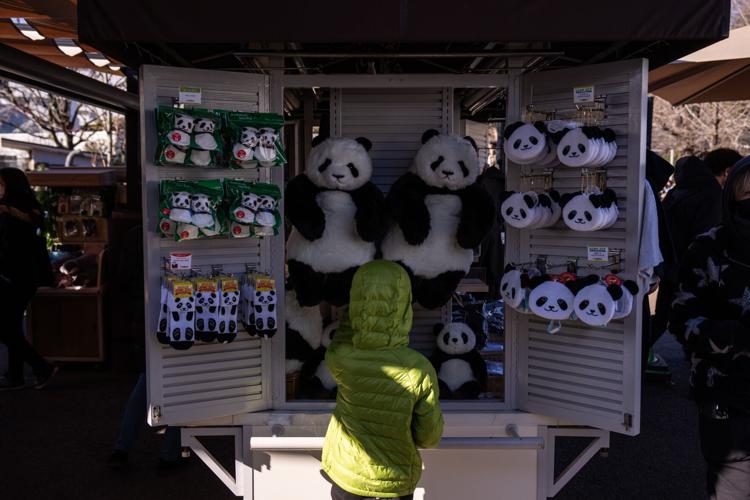 Photos shows Japan's love of pandas as twins Xiao Xiao and Lei Lei ...