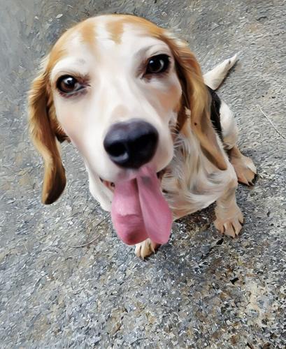 Janet Storm: Dogs remind us of what's most important | Feature ...