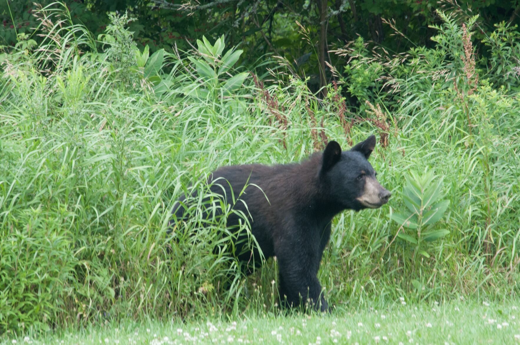 Vermont bear hunting season starts Sept. 1 | Outdoors | reformer.com