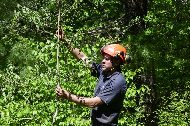 Preserving the history of an ash tree | Local News | reformer.com