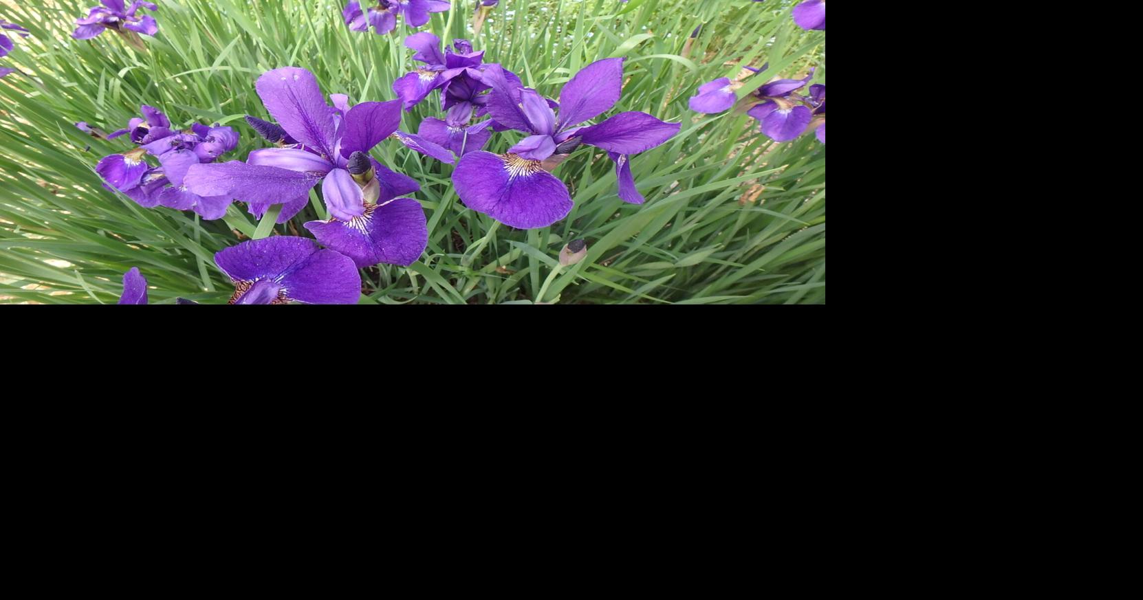 Henry Homeyer | Notes from the Garden: Growing Roses and More ...