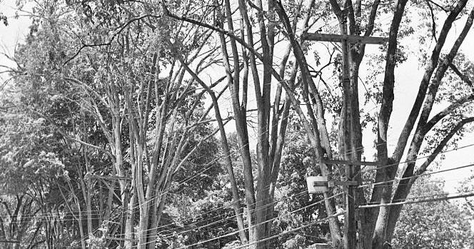 Local History: Ruth Atkinson and the trees of Brattleboro | Community ...