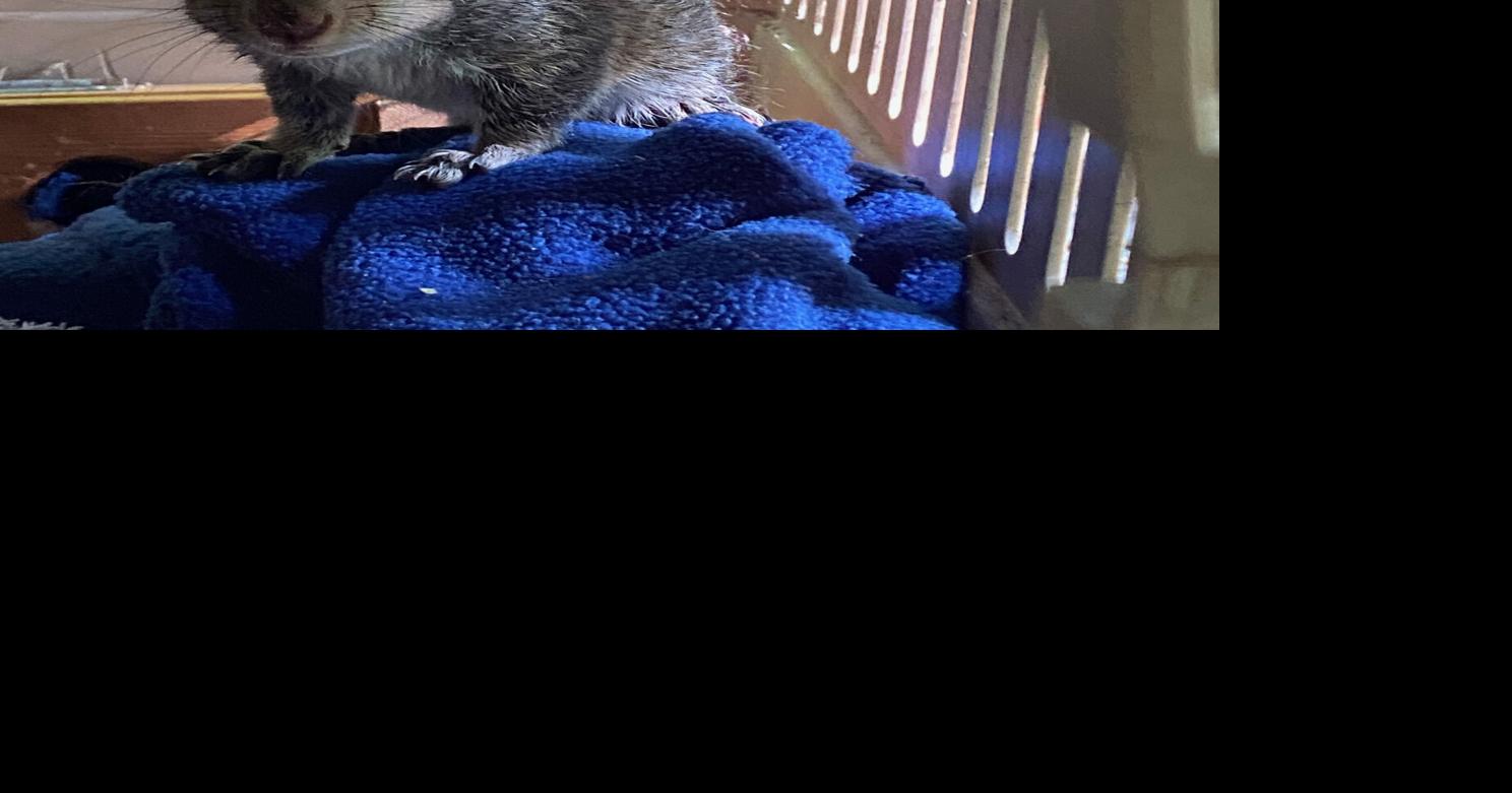 Patti Smith | The View from Heifer Hill: The tale of Richard the dumpster squirrel | Outdoors ...