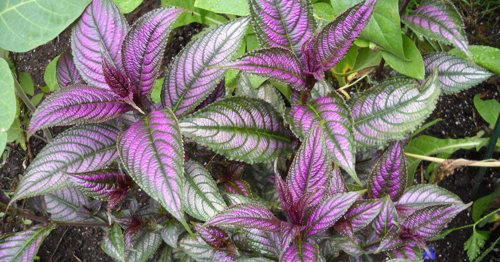 Henry Homeyer | Notes from the Garden: Plan to plant plenty of annuals ...