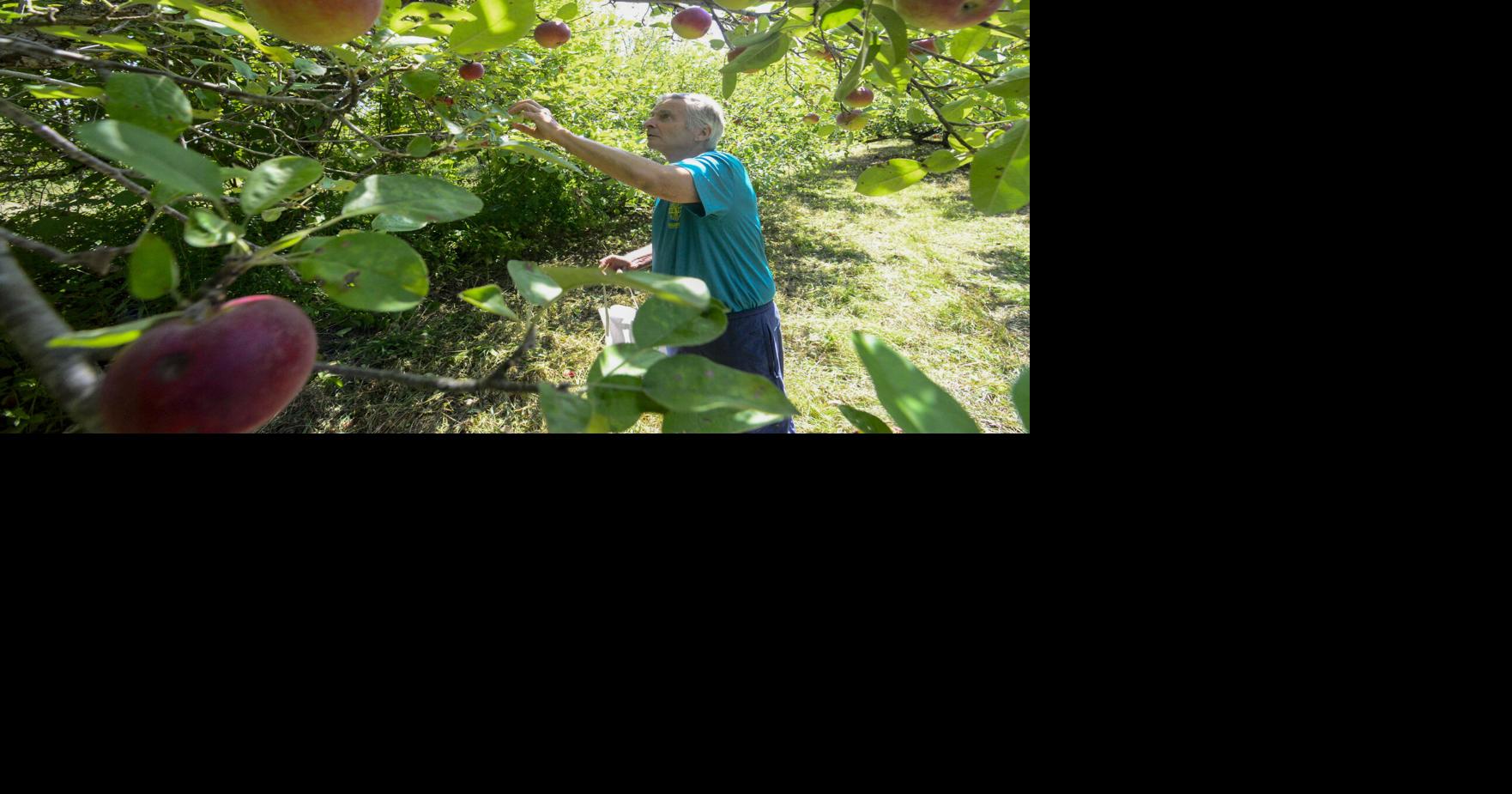 Pick your own apples at Dwight Miller Orchards | Local News | reformer.com
