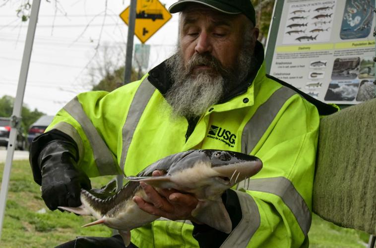 Celebrating native fish | Local News | reformer.com