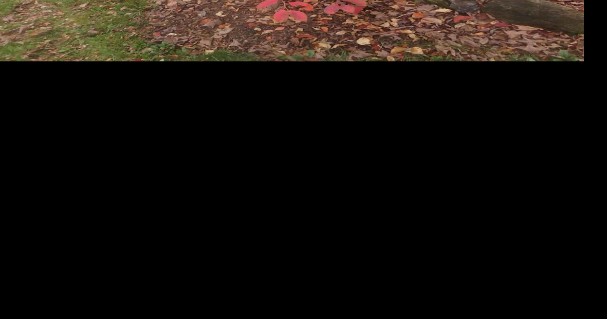 Henry Homeyer | Notes from the Garden: Reflections on 25 years of ...