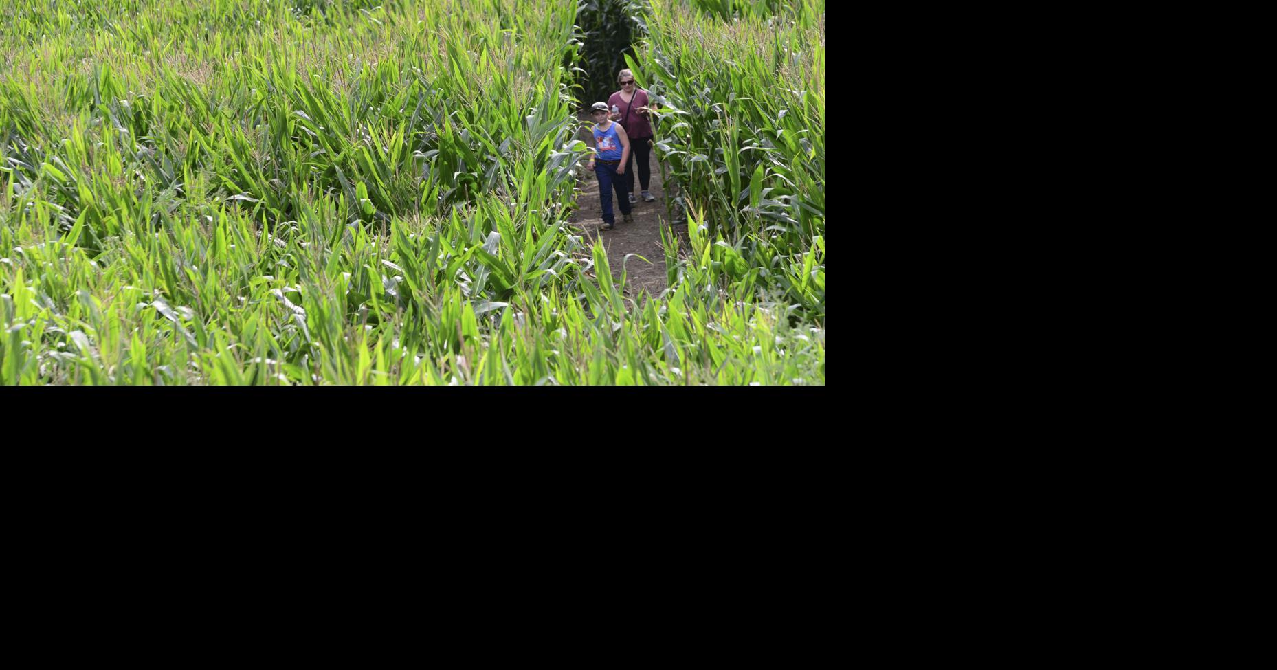 An amazing maze of maize | Local News | reformer.com