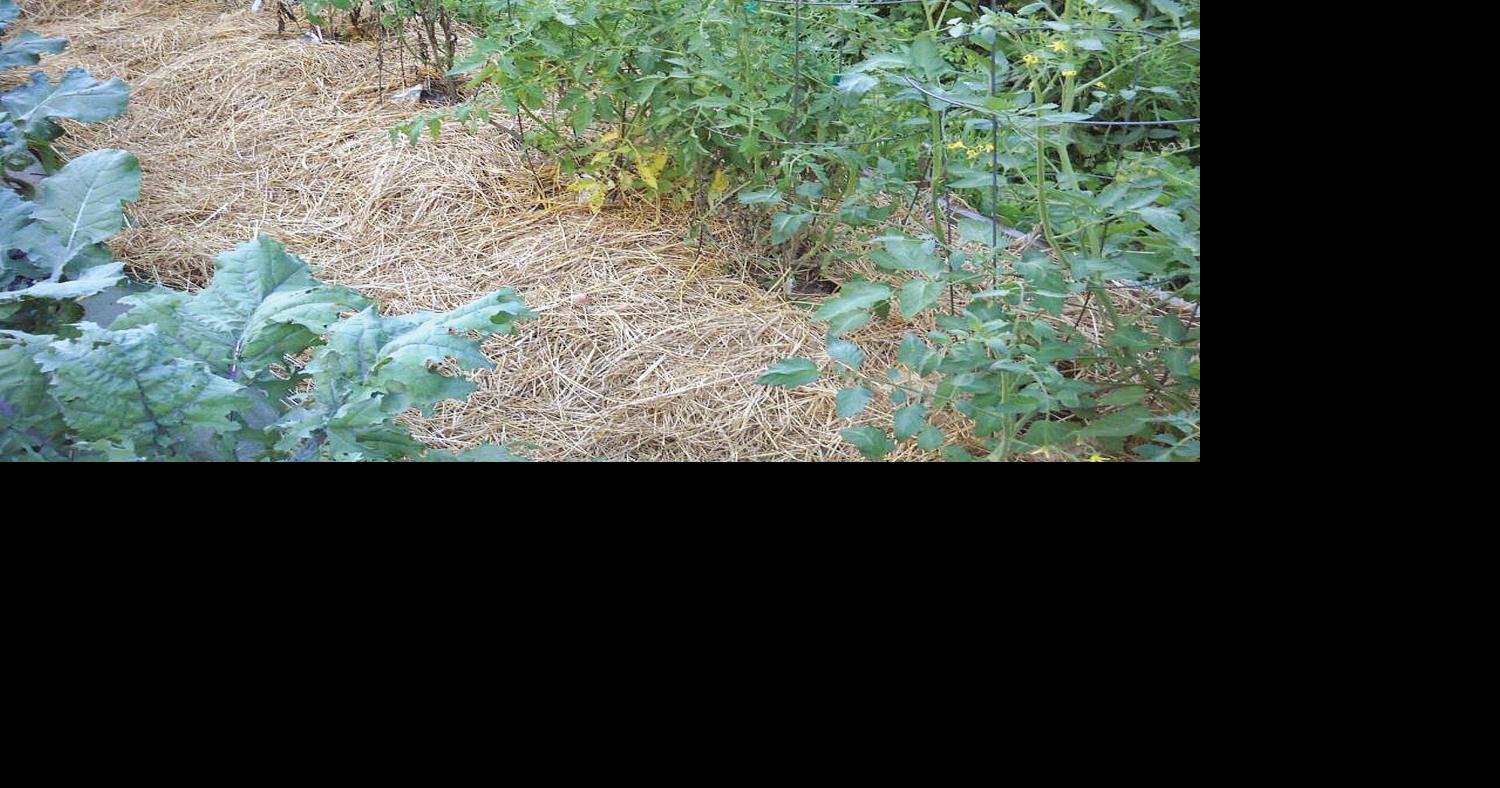 Henry Homeyer: Notes from the Garden | How to improve your soil ...