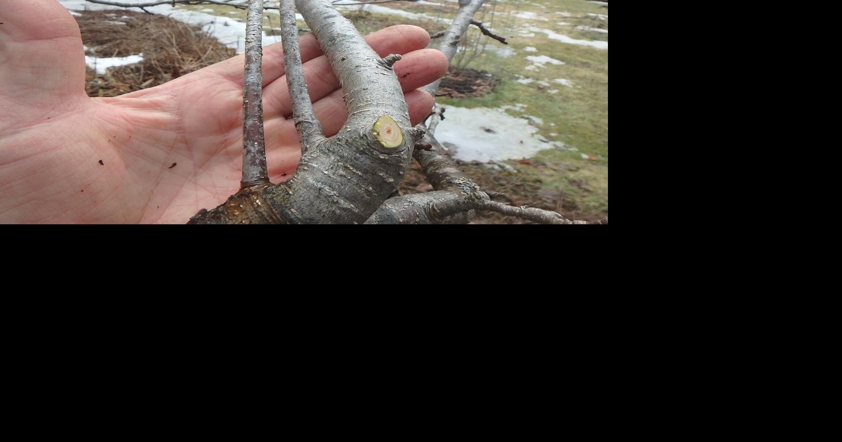 Henry Homeyer | Notes from the Garden: Now is a good time to prune ...