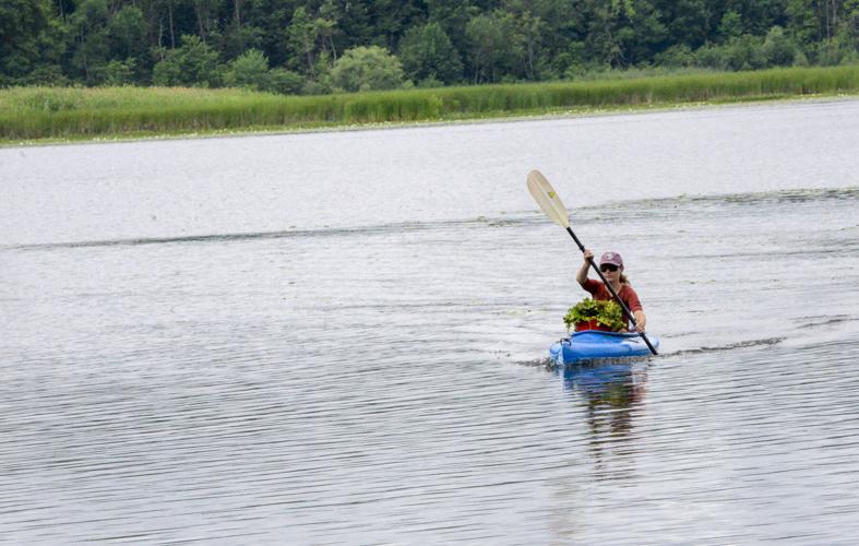 Removing an invasive species from the Connecticut River | Local News ...