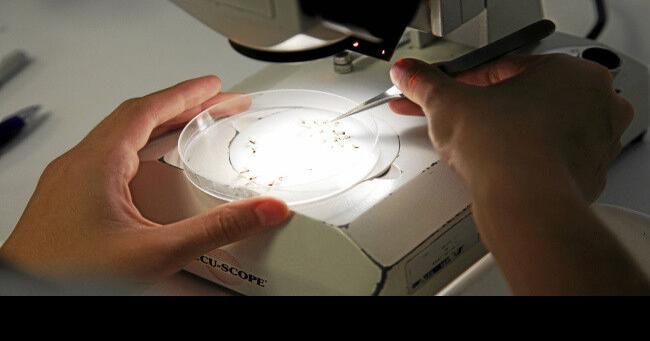 Groundbreaking experiment creates malaria-resistant mosquitoes ...