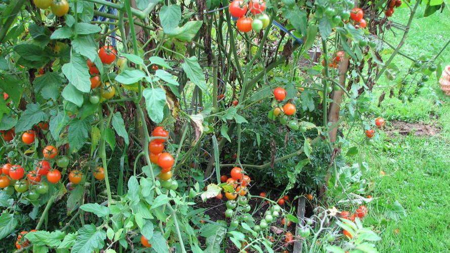 Henry Homeyer | Notes from the Garden: The queen of the garden ...