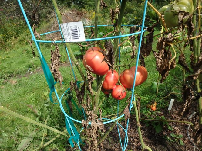 Henry Homeyer | Notes from the Garden: The queen of the garden ...